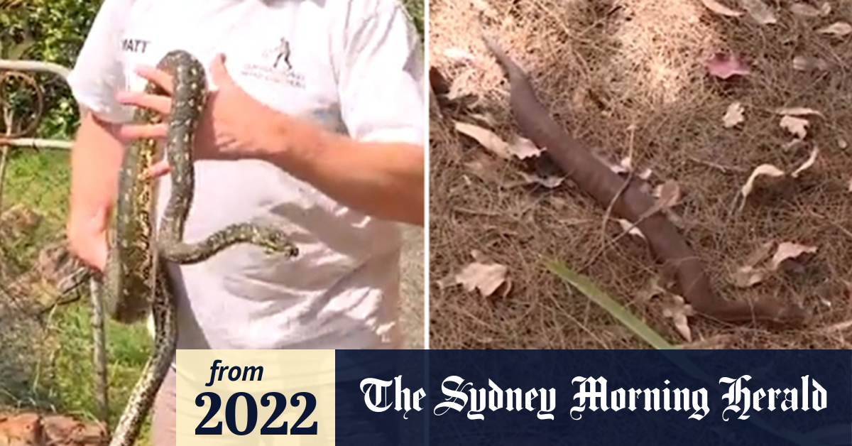 Video: Snake sightings on the rise in NSW